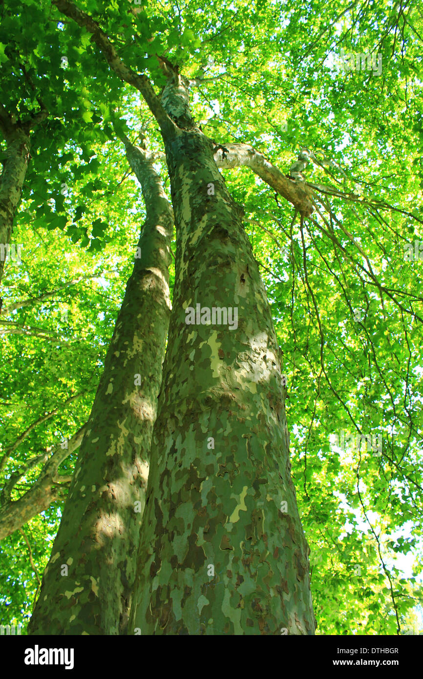Light streaming through the leaves and branches hi-res stock ...