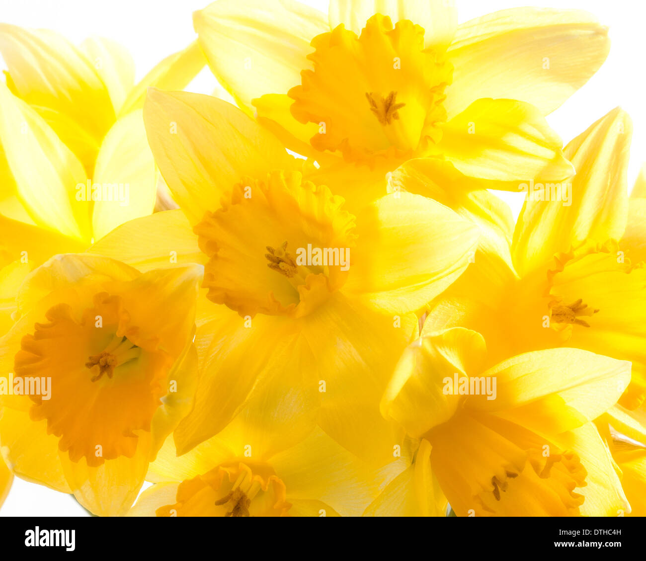 Bunch of daffodil hi-res stock photography and images - Alamy