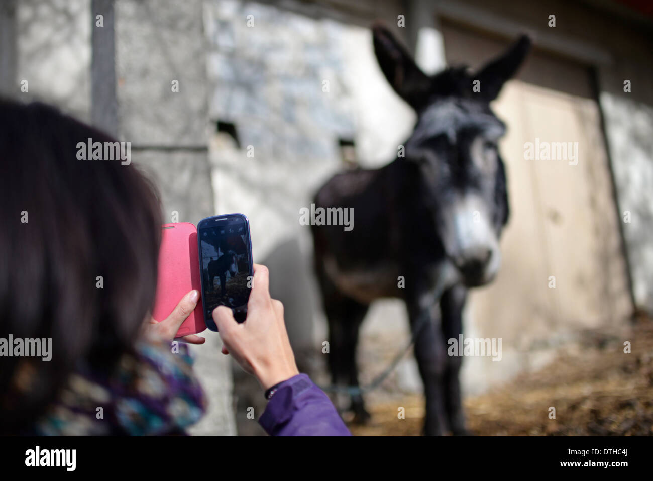 Young woman takes photo of donkey with mobile phone Stock Photo - Alamy