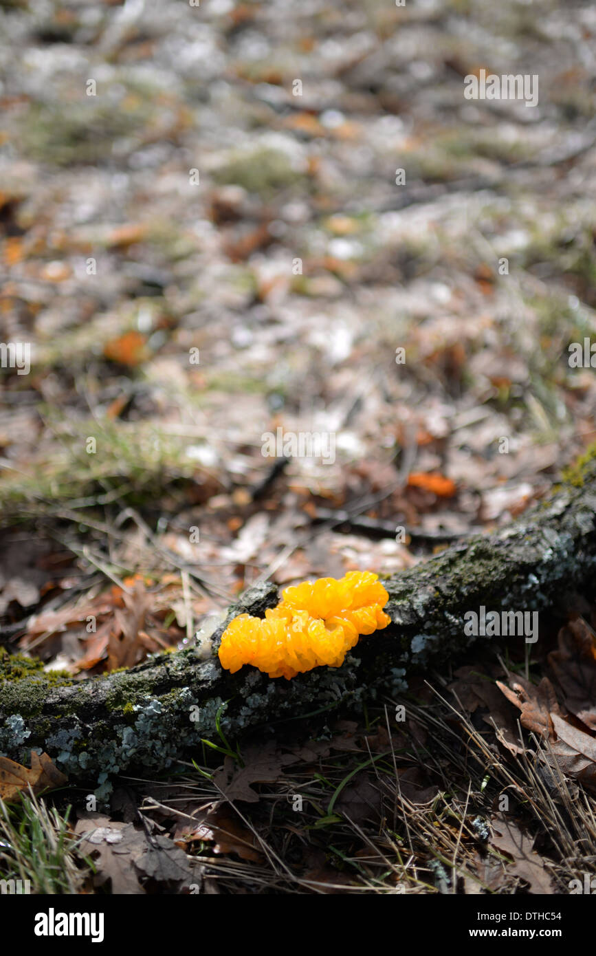 Tremellaceae hi-res stock photography and images - Alamy