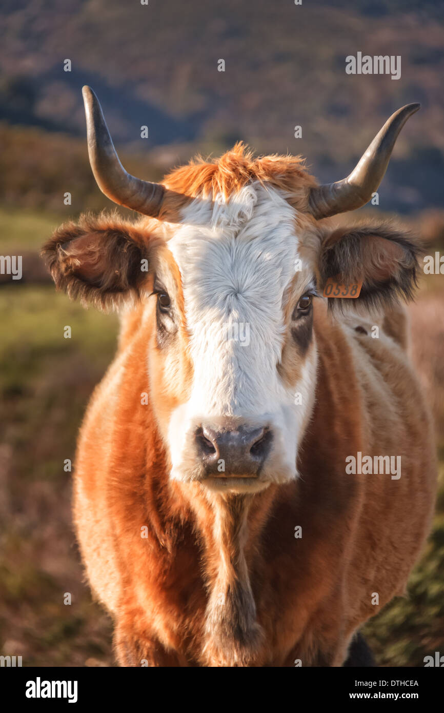 Roaming cow hi-res stock photography and images - Alamy