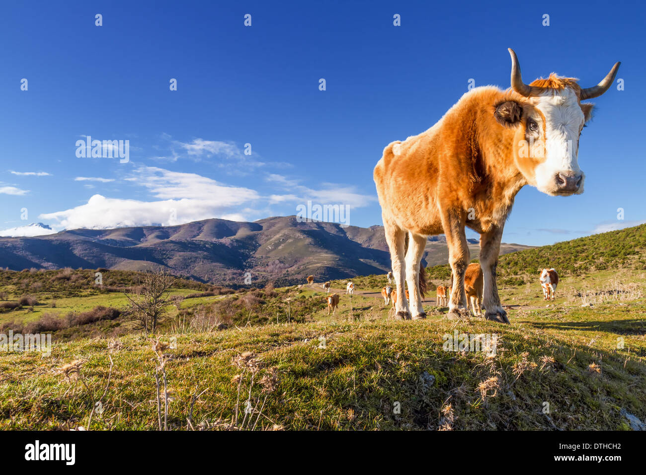 Free roaming cow at the Col de San Colombano in the Balagne region of ...