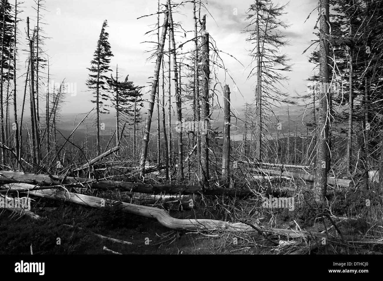 Dry tree mountains Black and White Stock Photos & Images - Alamy