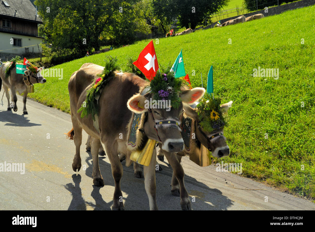 Almabtrieb zillertal hi-res stock photography and images - Alamy