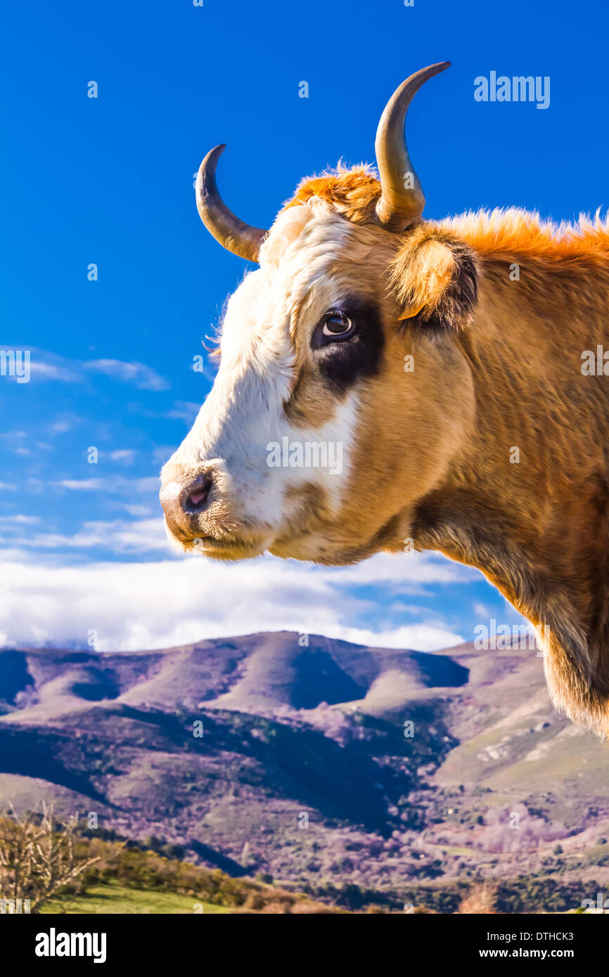 Roaming cow hi-res stock photography and images - Alamy