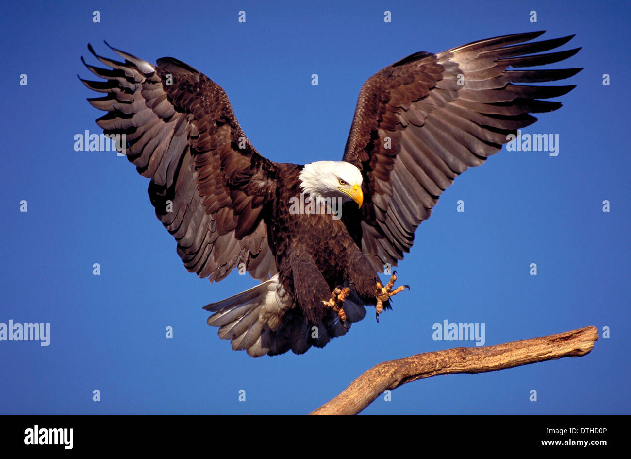 A Bald eagle lands on a branch Stock Photo - Alamy