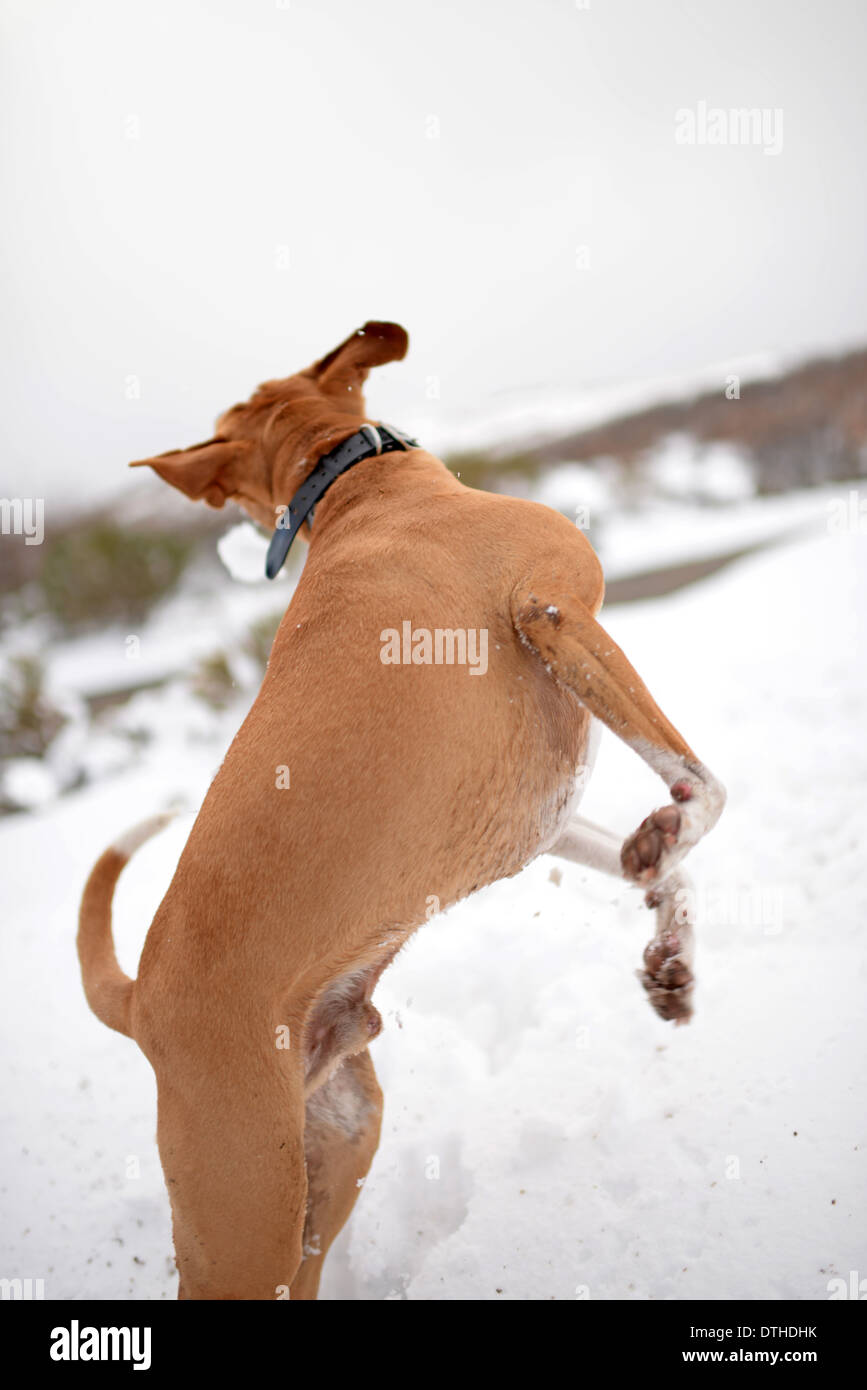 Dog skills hi-res stock photography and images - Alamy