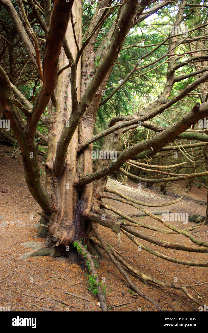 an old tree in a country park Stock Photo - Alamy