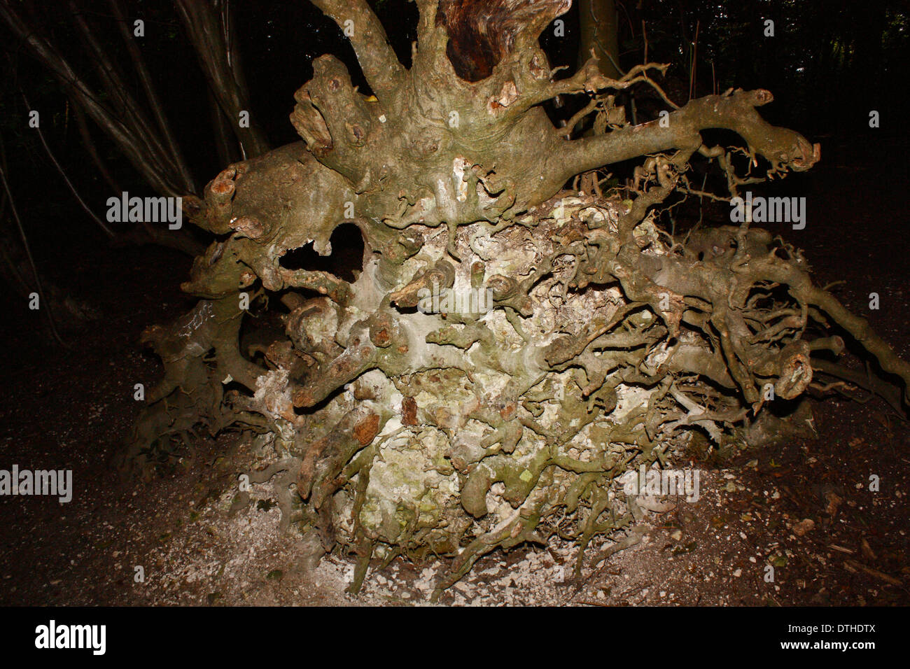 Old overturned tree hi-res stock photography and images - Alamy