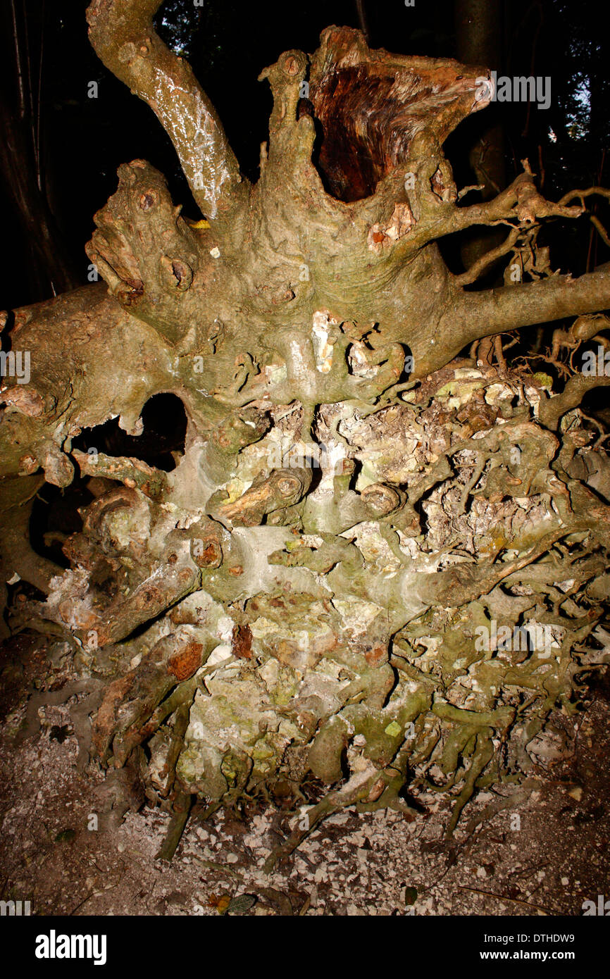 an old overturned tree with most of its roots on view showing the ...