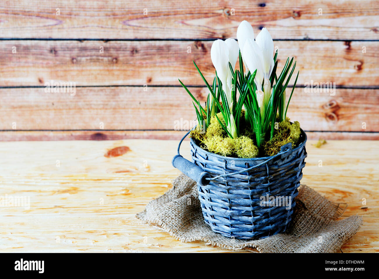 crocus flowers, spring background, rustic Stock Photo - Alamy
