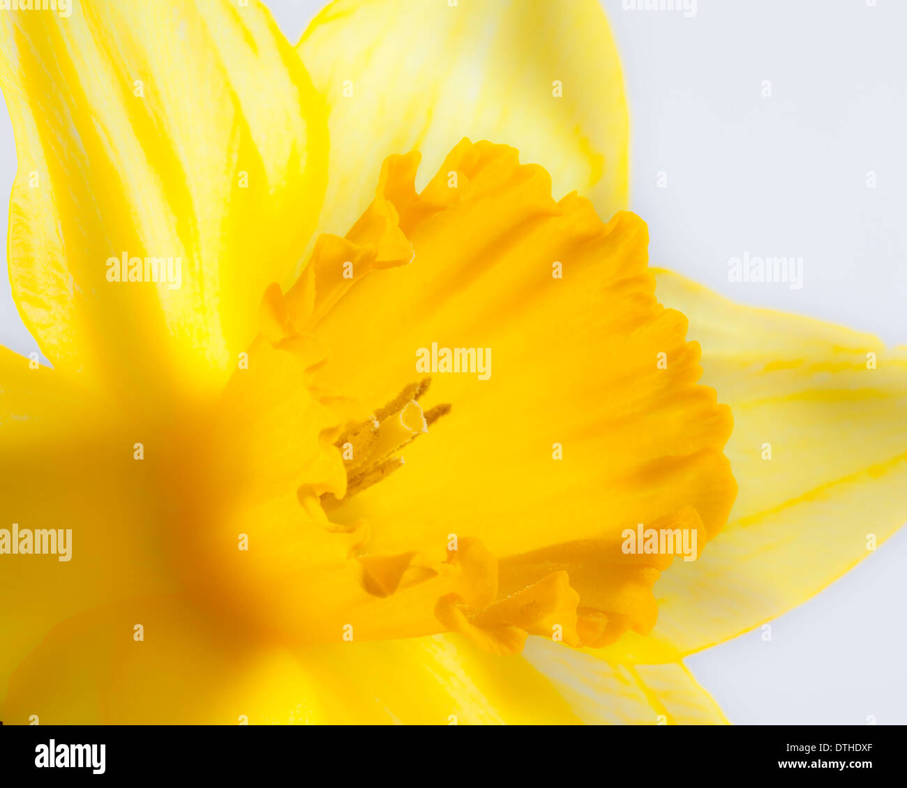 Daffodil flower hi-res stock photography and images - Alamy