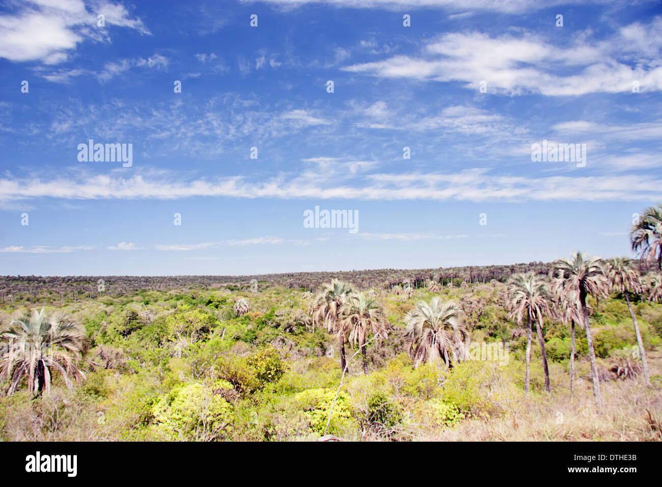 El Palmar national park, Entre Rios province, Argentine Stock Photo - Alamy