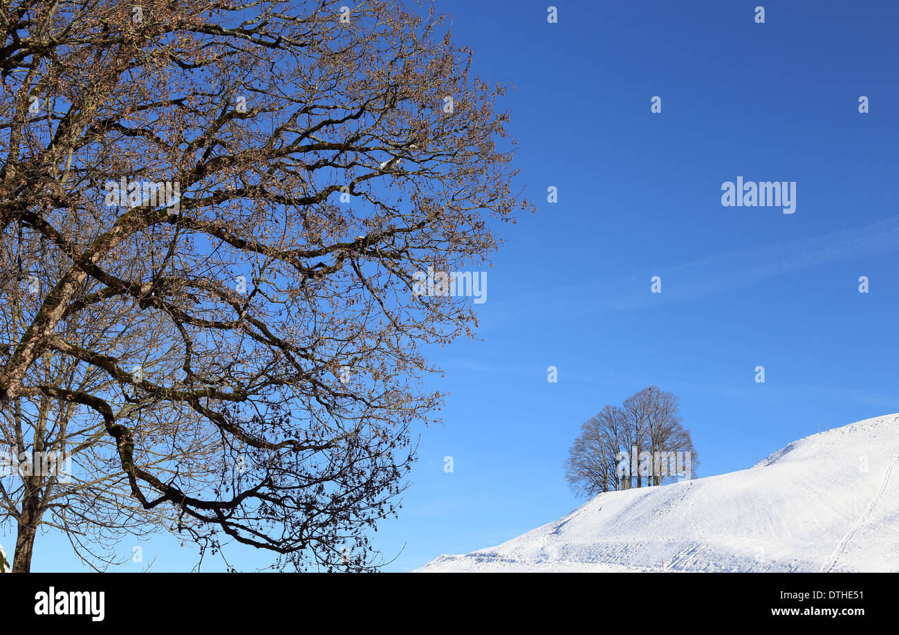 Winter landscape with tree Stock Photo - Alamy