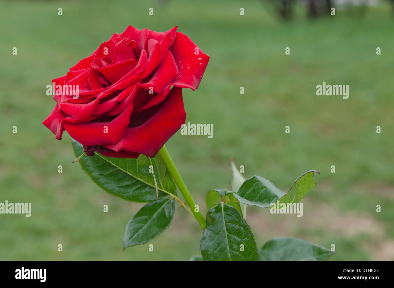 On rose twig hi-res stock photography and images - Alamy