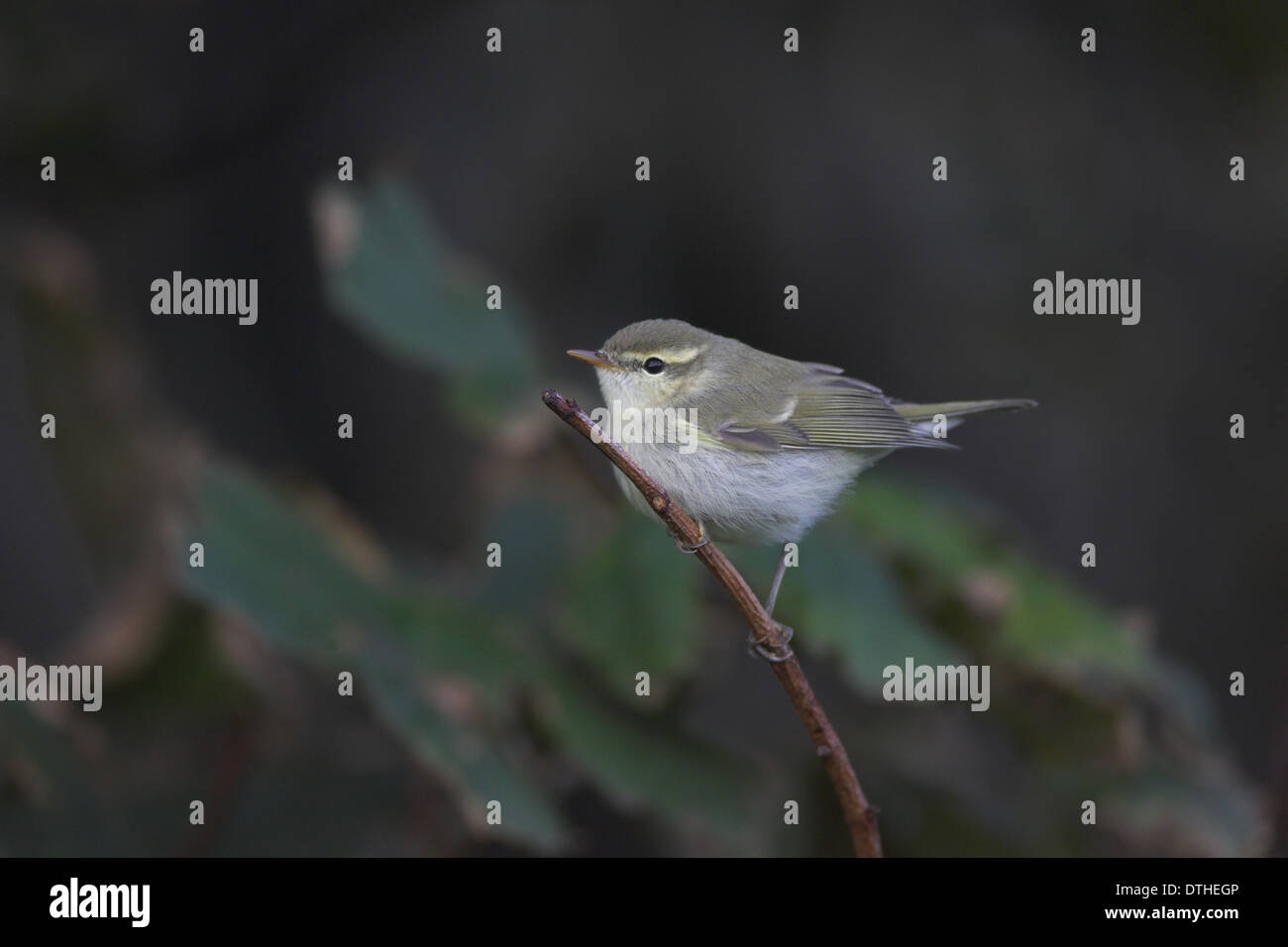 Greenish Warbler Phylloscopus trochiloides Shetland Scotland UK Stock ...