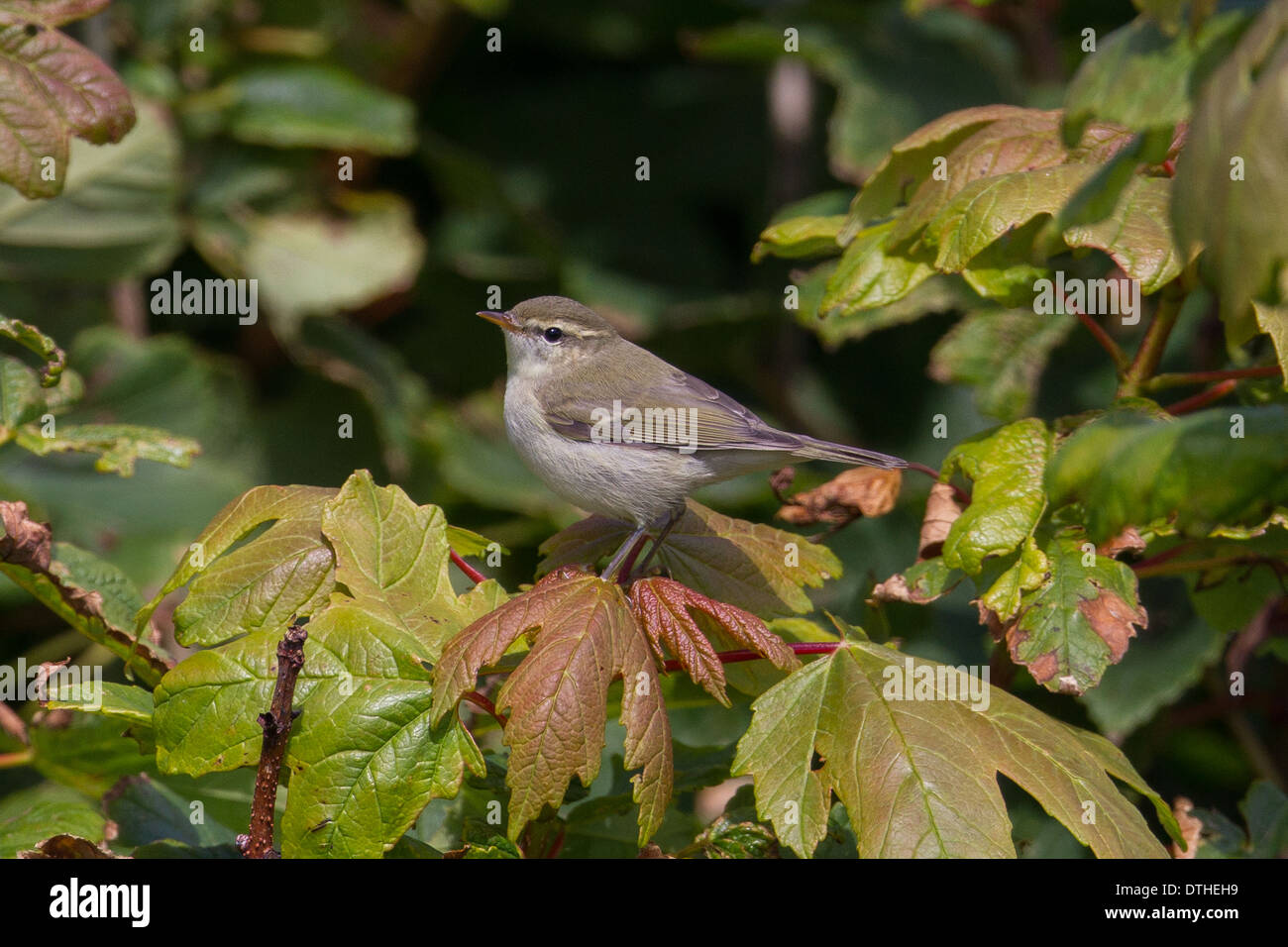 Greenish Warbler High Resolution Stock Photography and Images - Alamy