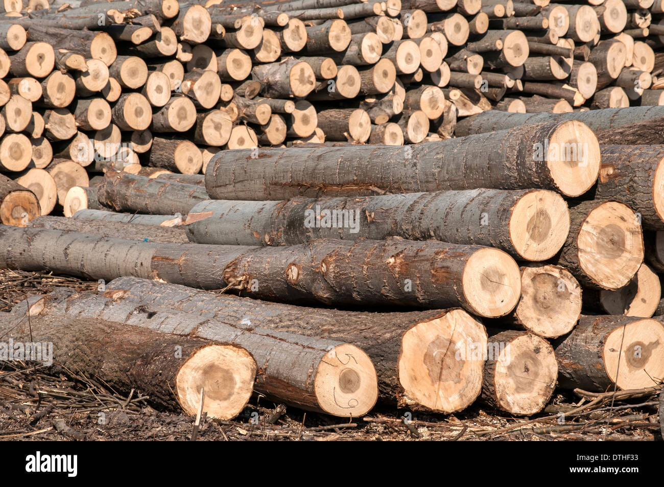 Cut poplar logs Stock Photo - Alamy