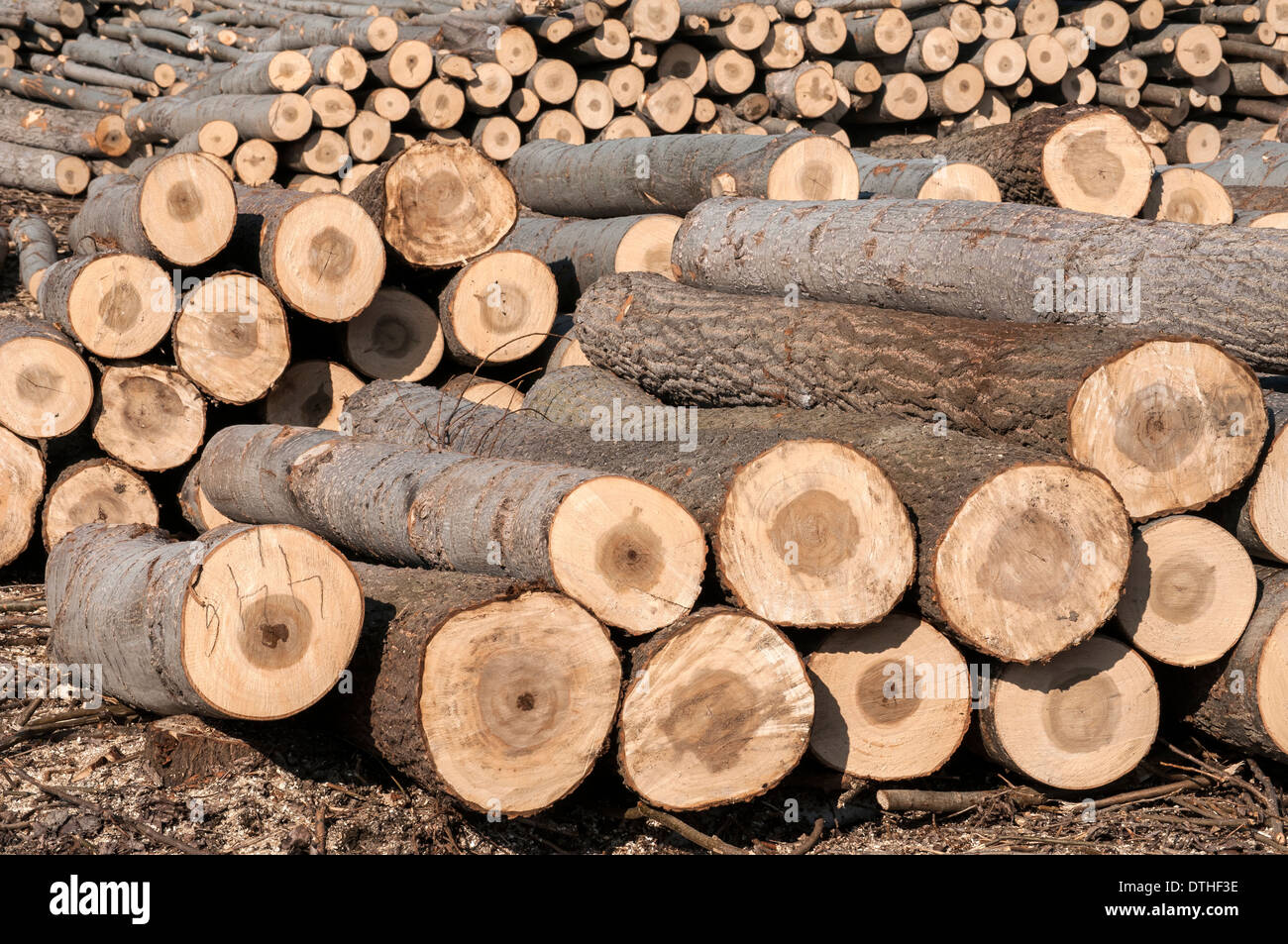 Cut poplar logs Stock Photo - Alamy