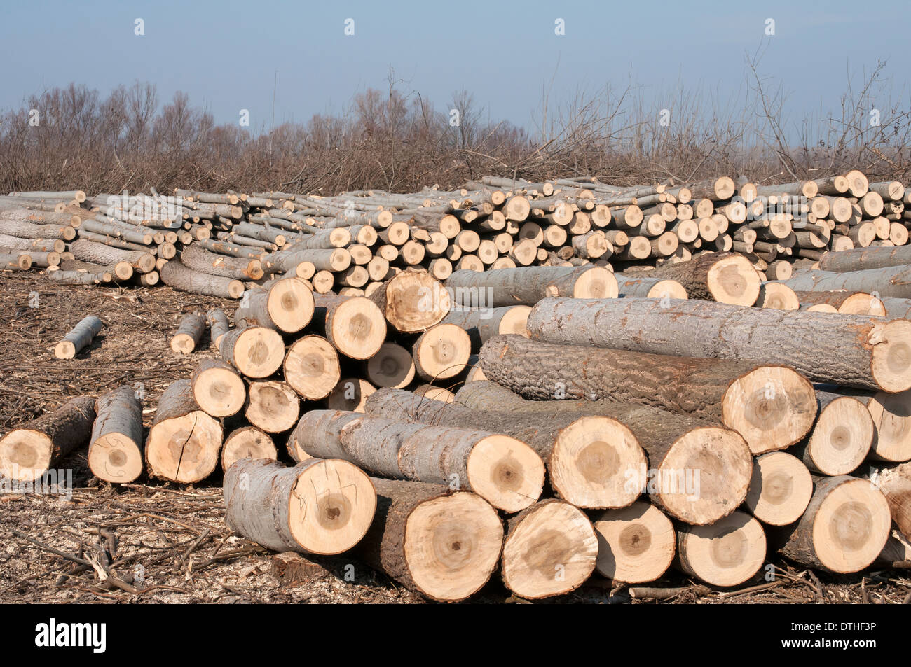 Cut poplar logs Stock Photo - Alamy