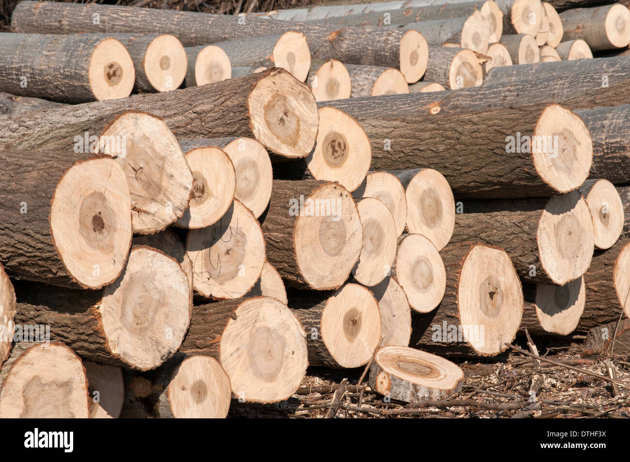 Cut poplar logs Stock Photo - Alamy