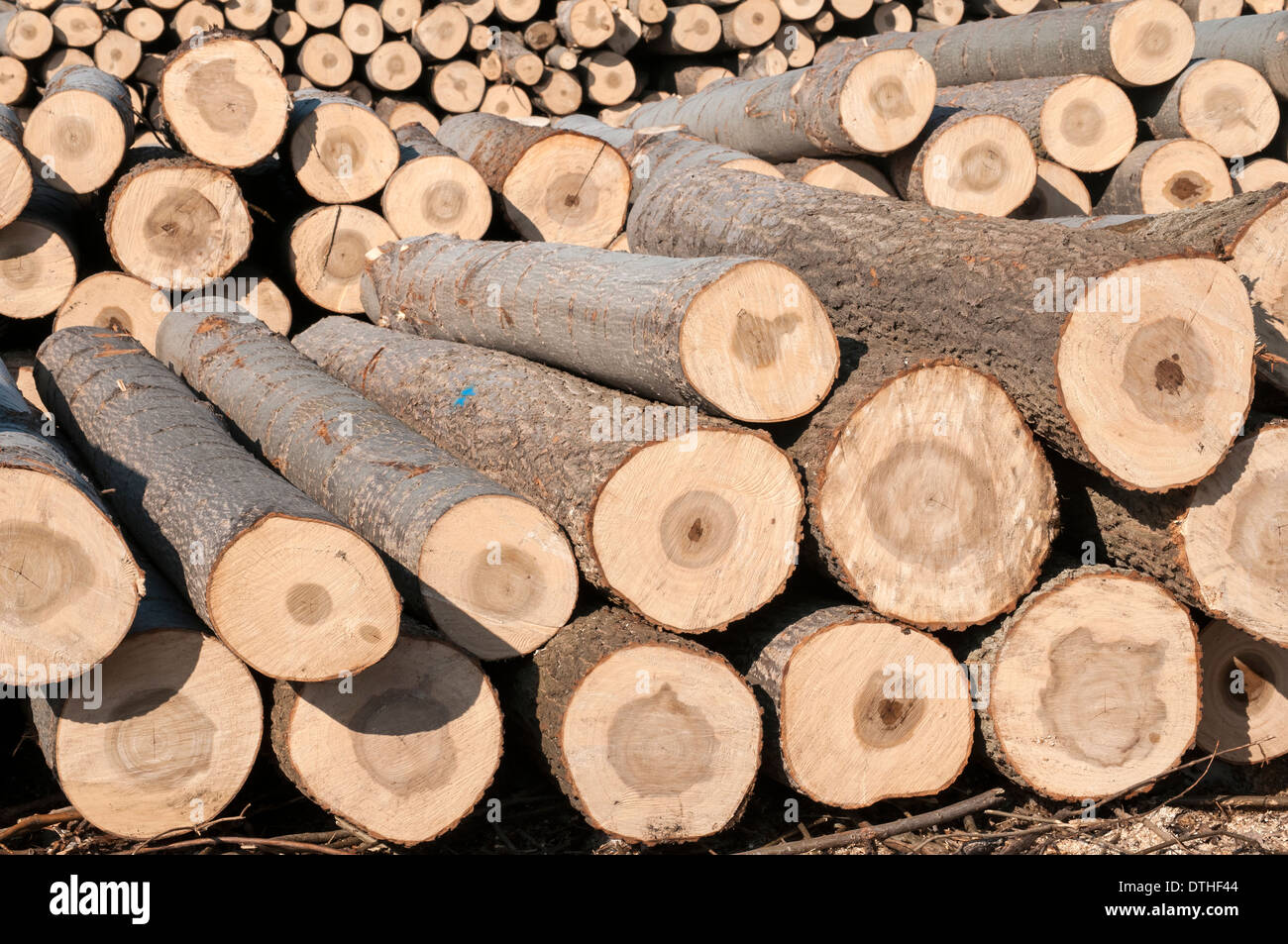 Cut poplar logs Stock Photo - Alamy
