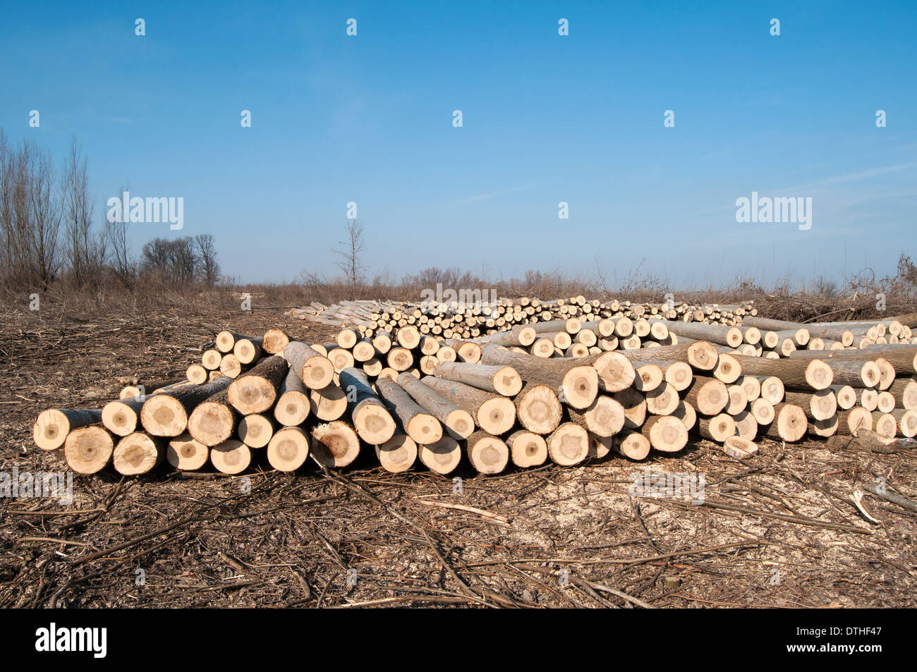 Cut poplar logs Stock Photo - Alamy