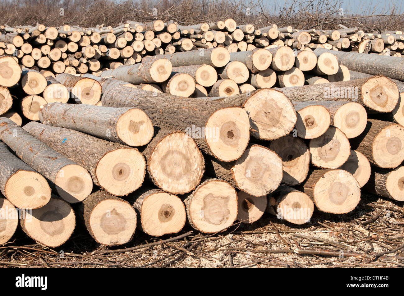 Cut poplar logs Stock Photo - Alamy
