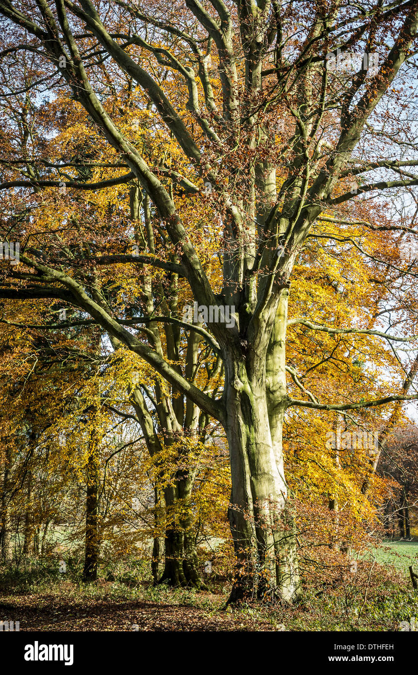 Majestic old beech trees in Wiltshire countryside near Chippenham UK ...