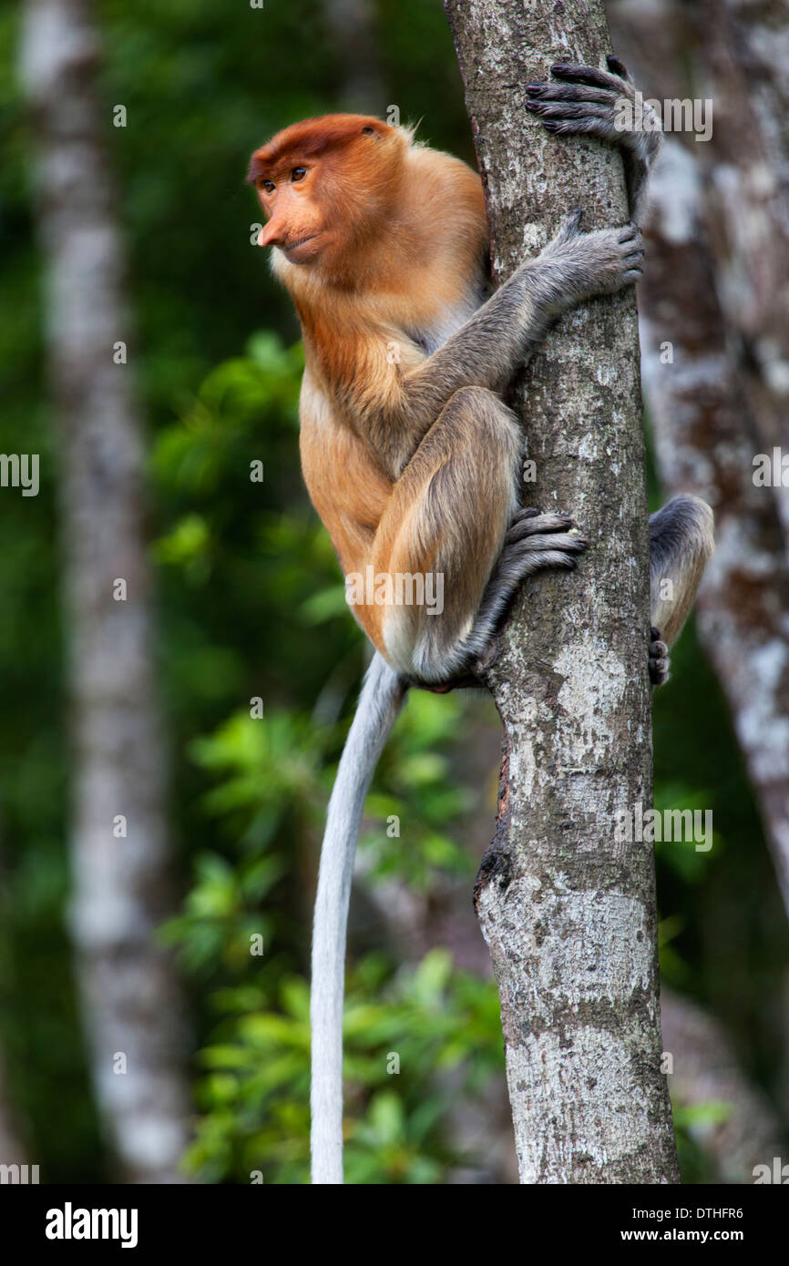 Strange Monkey High Resolution Stock Photography and Images - Alamy