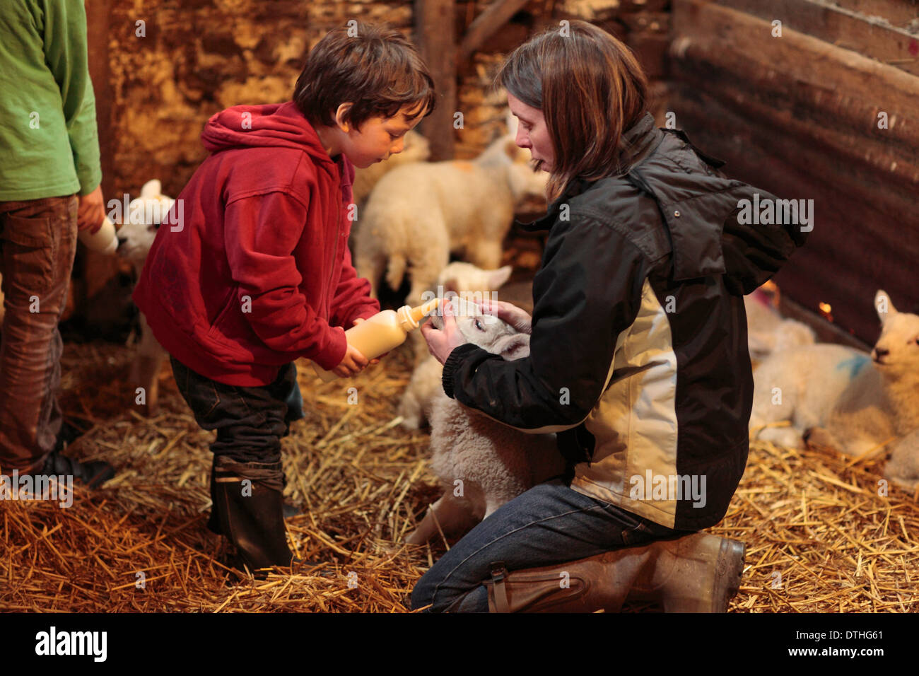 young children looking after newly born Lambs sheep in a barn Stock ...