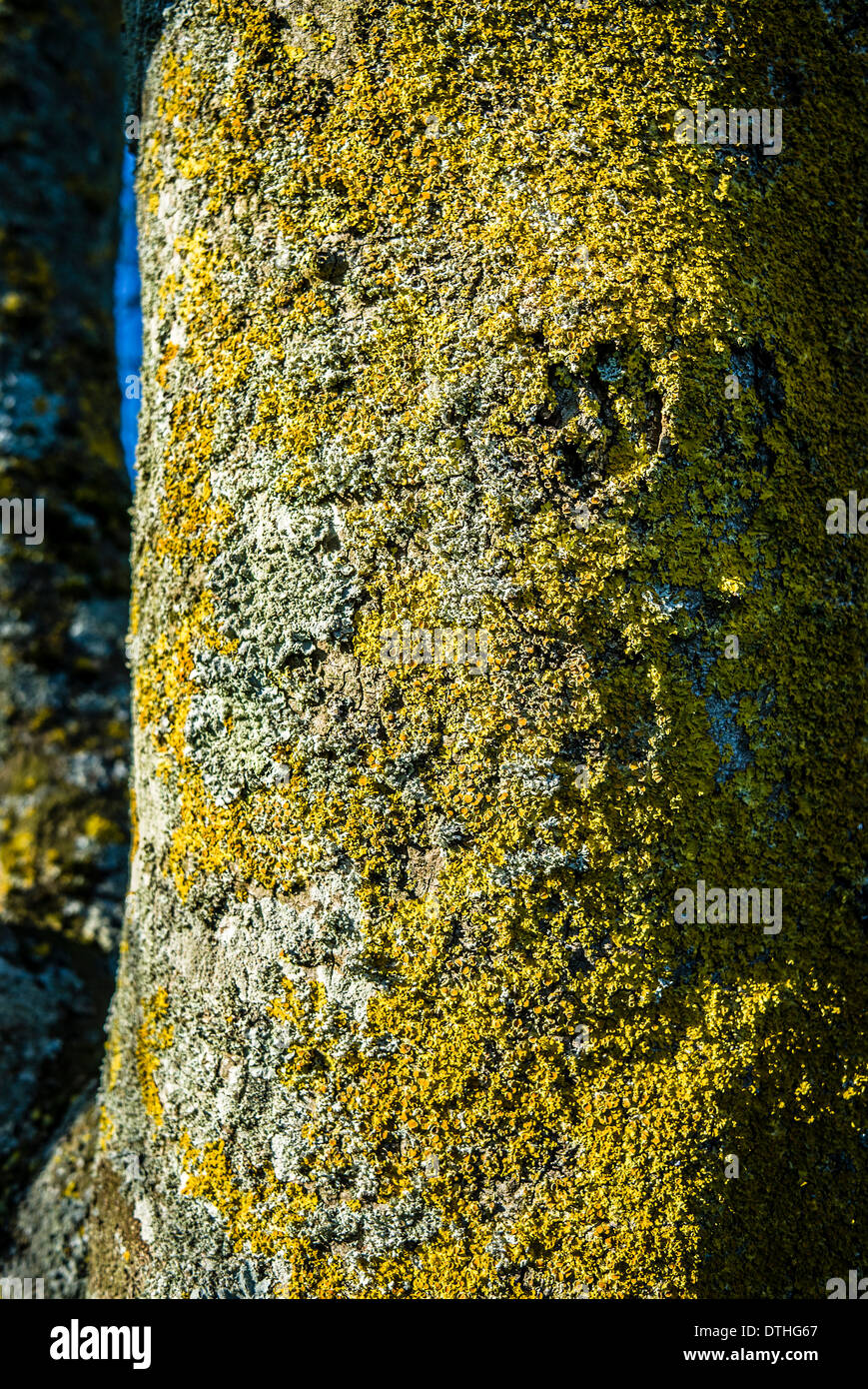 Lichen tree trunk hi-res stock photography and images - Alamy