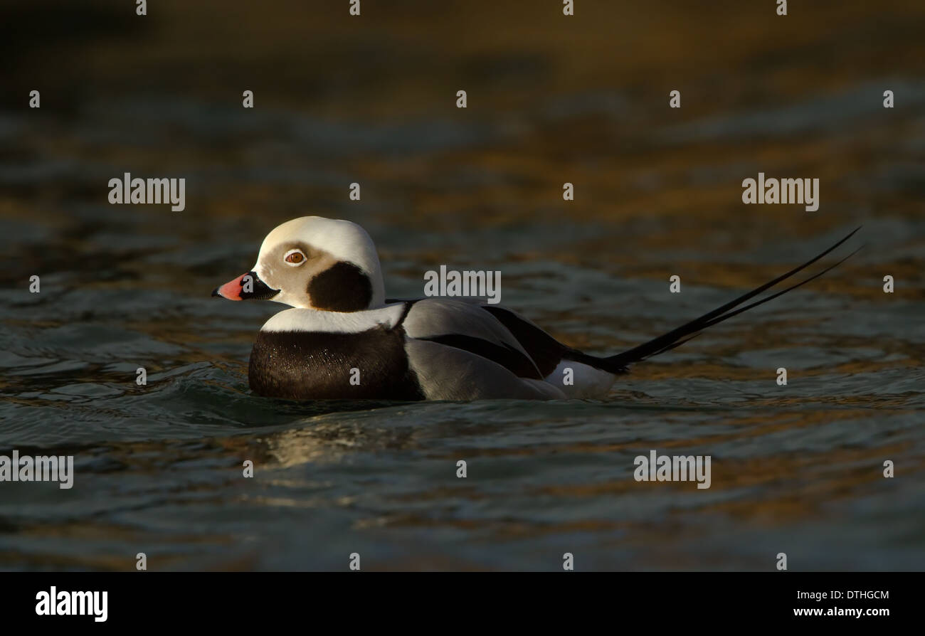 Male Long Tailed Duck Stock Photo - Alamy