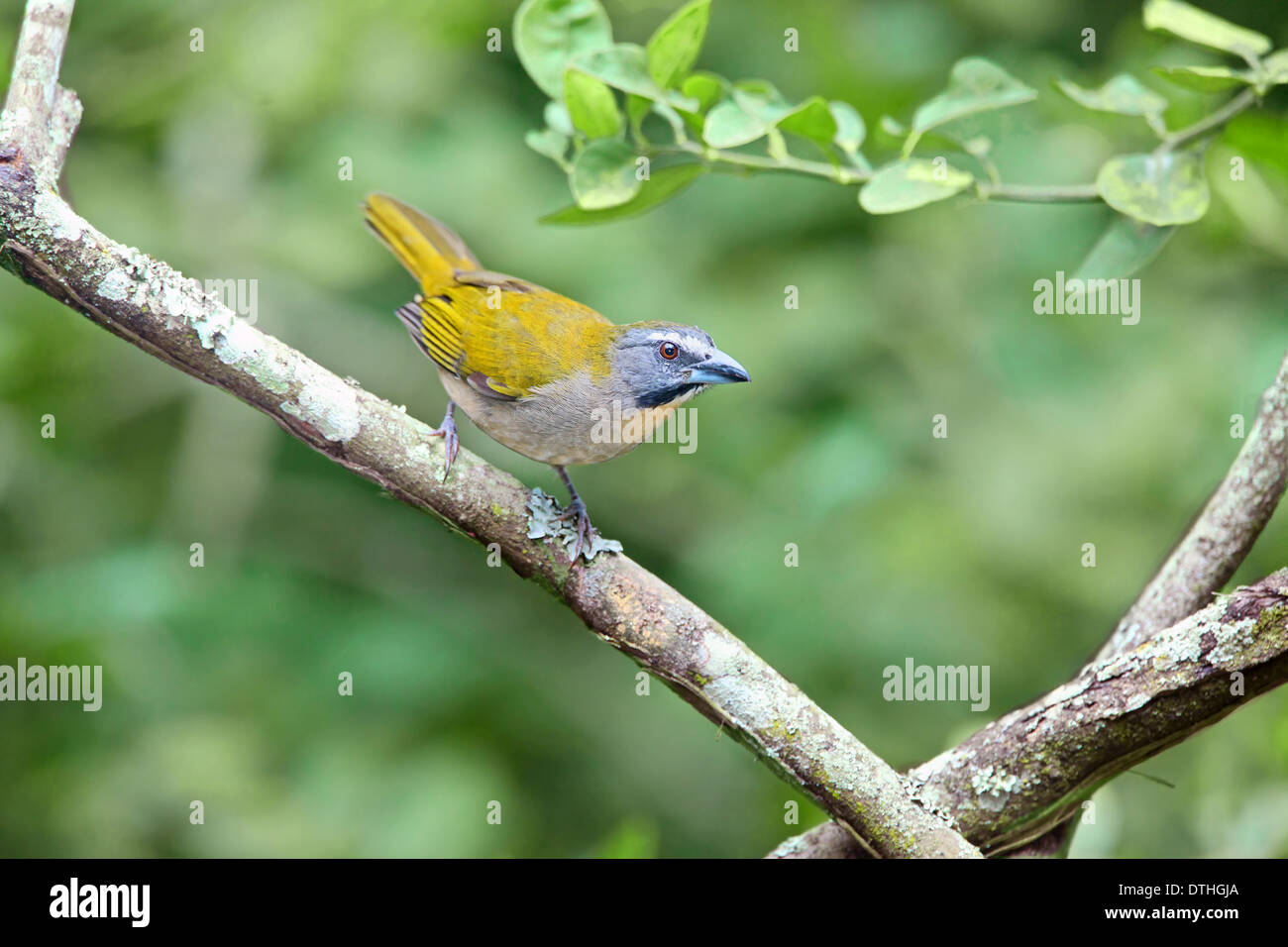 Saltator hi-res stock photography and images - Alamy