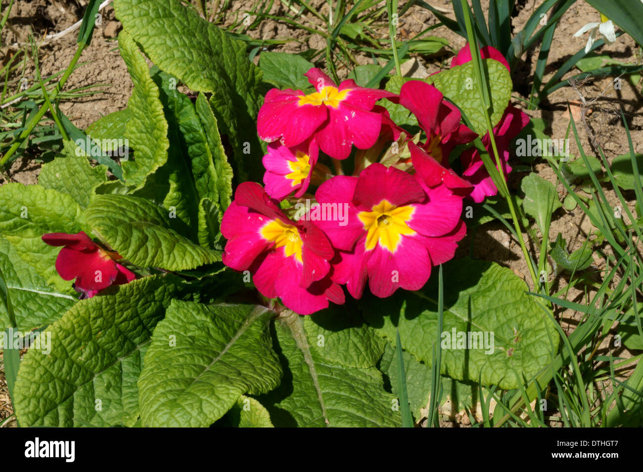 Pink primula vulgaris hi-res stock photography and images - Alamy