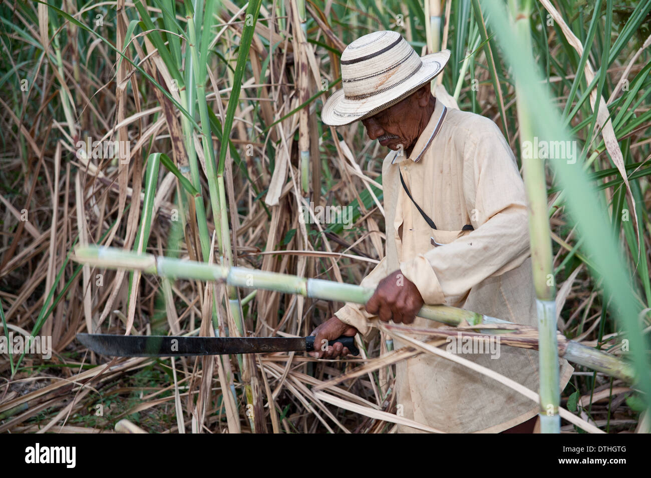 Panamanian farmer is harvesting sugarcane on his small farm at El ...