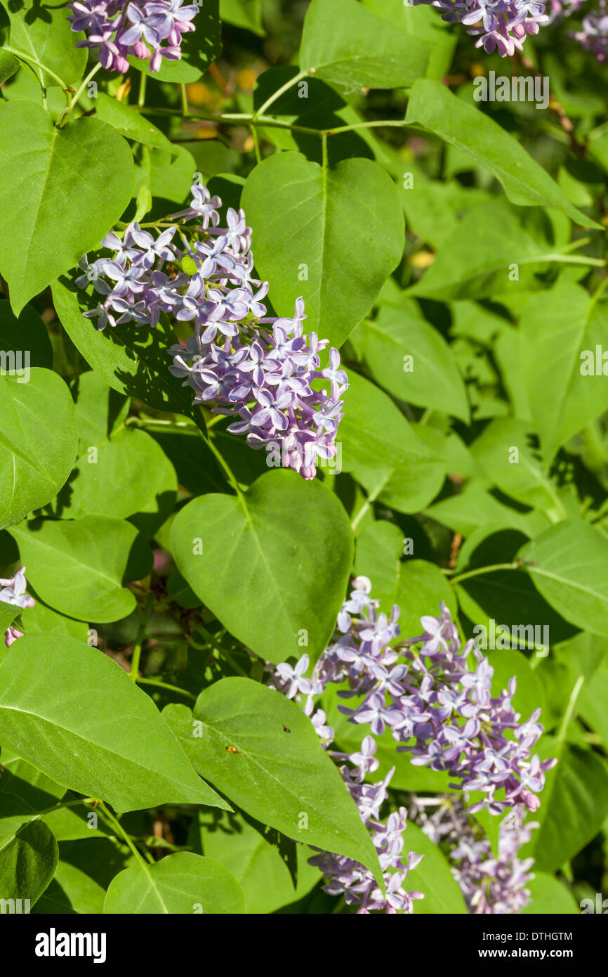 Lilac flowers hi-res stock photography and images - Alamy