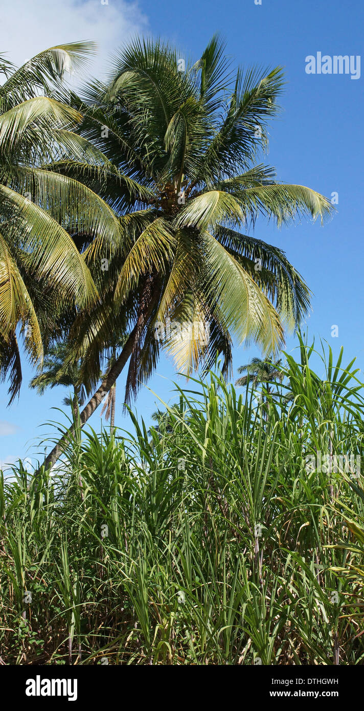 Caribbean sugar cane farming hi-res stock photography and images - Alamy