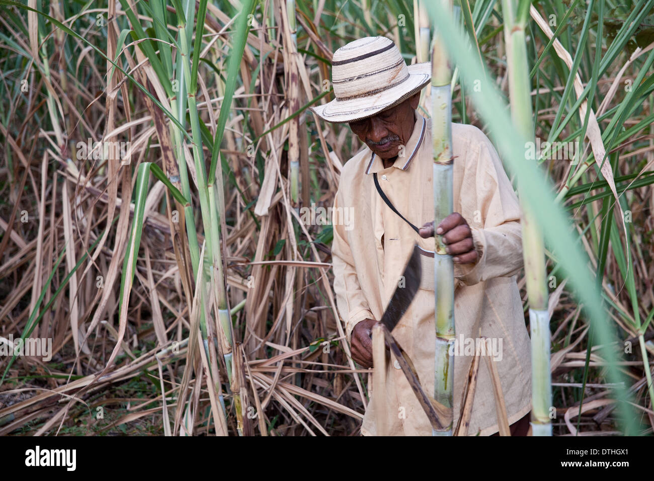 Panamanian farmer is harvesting sugarcane on his small farm at El ...