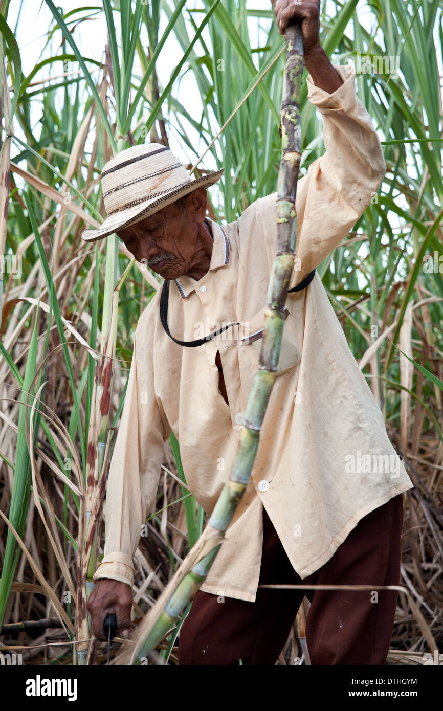 Panamanian farmer is harvesting sugarcane on his small farm at El ...