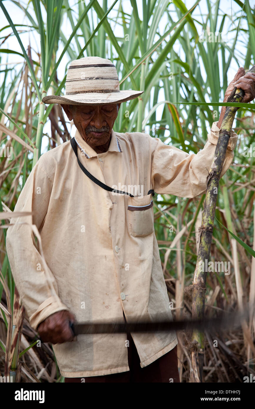 Panamanian farmer is harvesting sugarcane on his small farm at El ...