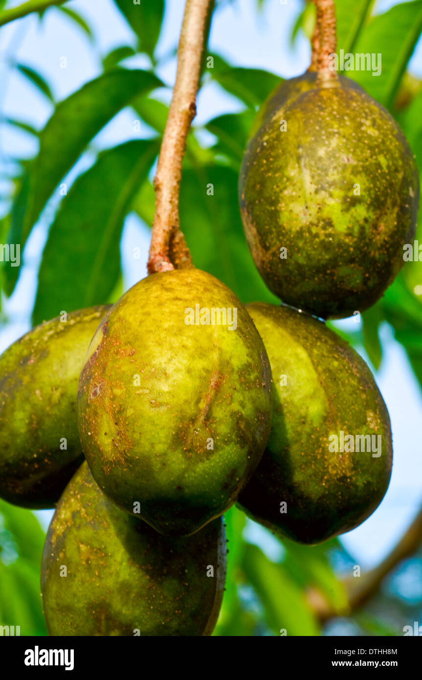 Spondias Pinnata (Kedondong Stock Photo - Alamy