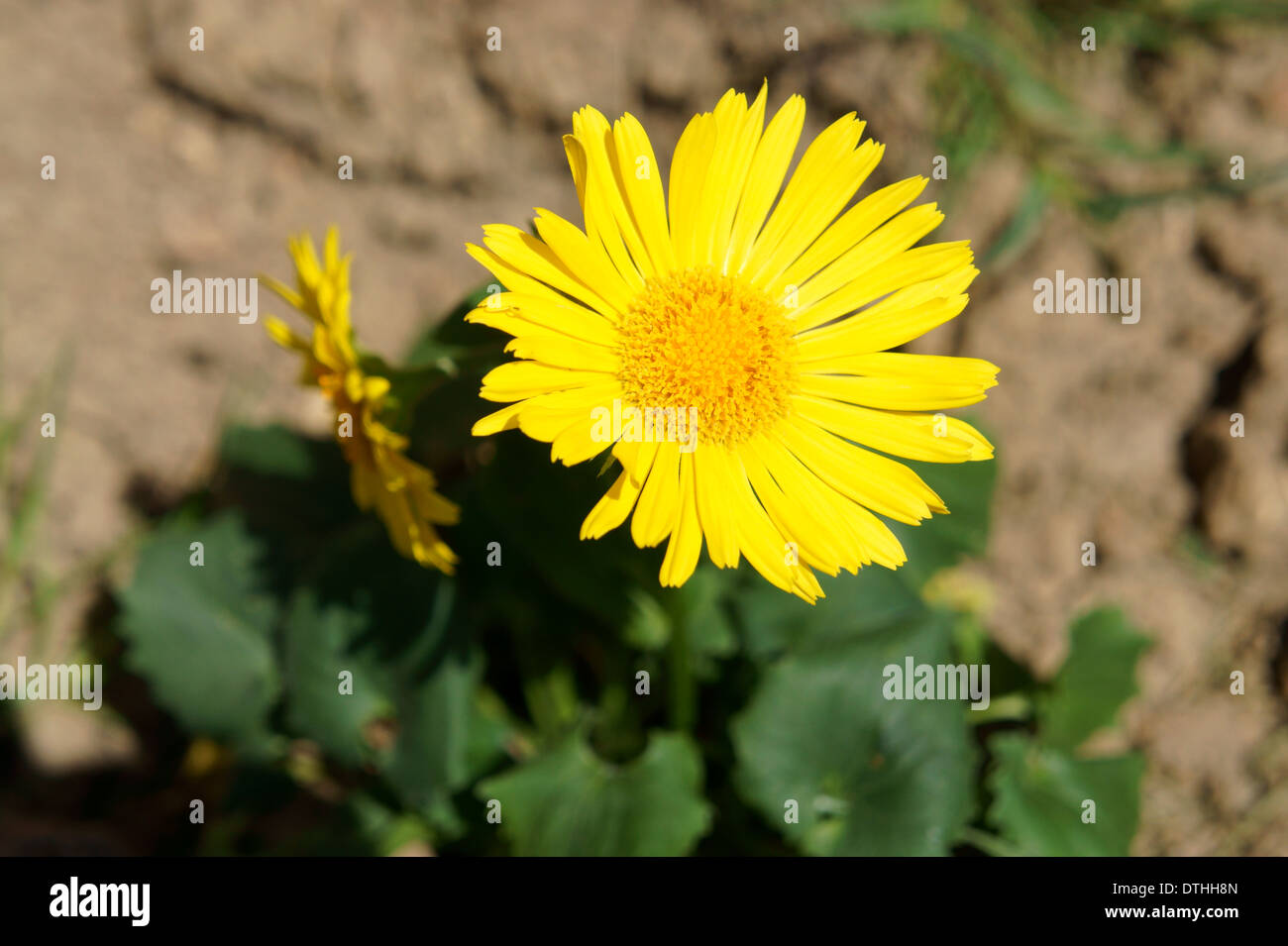 Golden marguerite daisy hi-res stock photography and images - Alamy