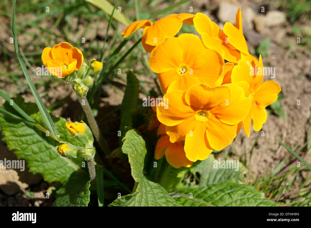Ethnobotany garden hi-res stock photography and images - Alamy