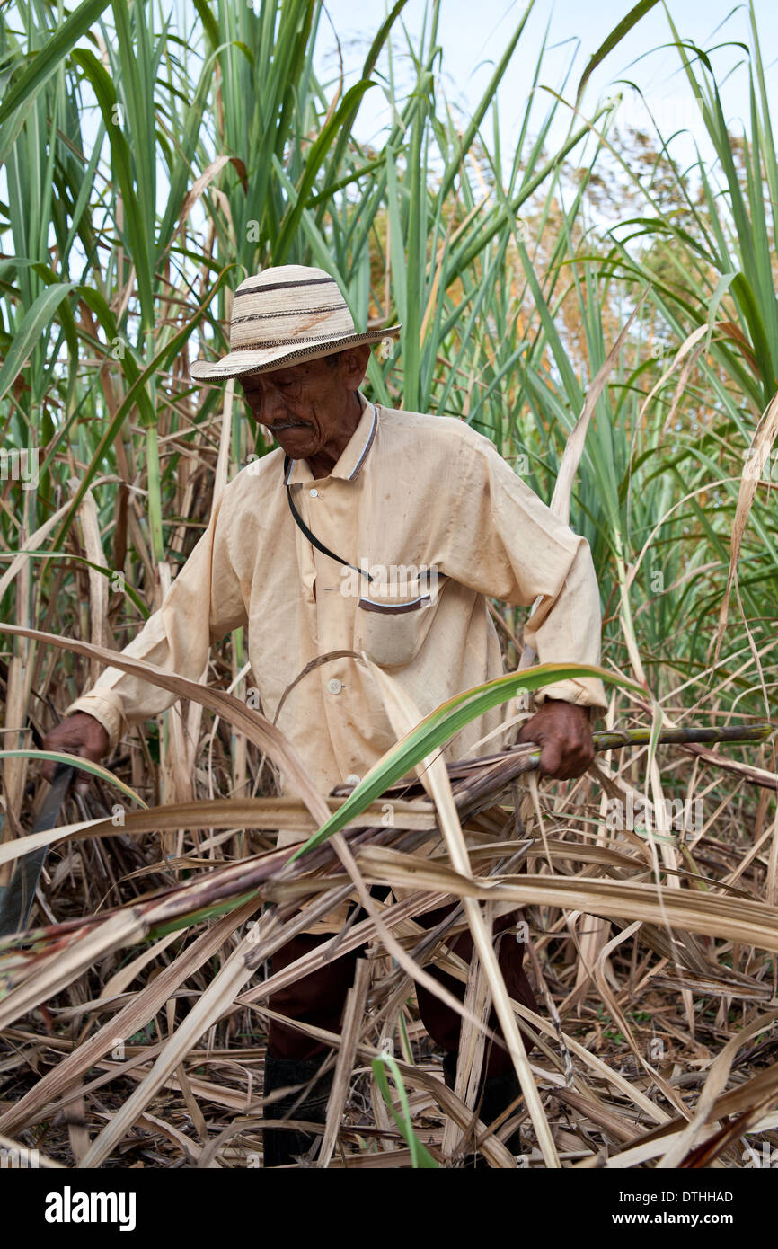 Panamanian farmer is harvesting sugarcane on his small farm at El ...