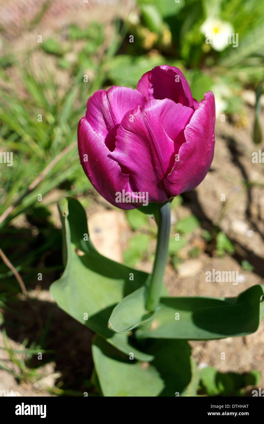 Close-up of Purple Tulip (Tulipa sp Stock Photo - Alamy