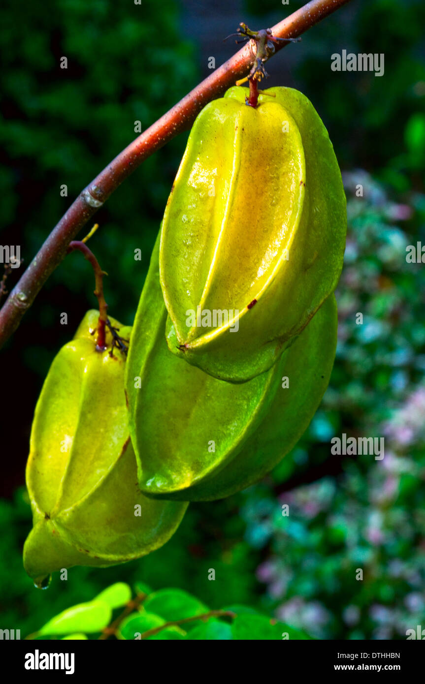 Reflection star fruit hi-res stock photography and images - Alamy