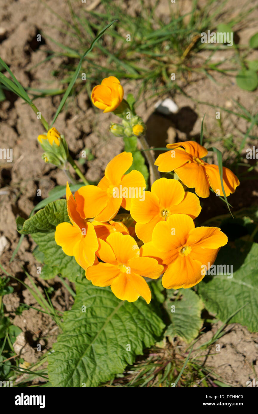 Close-up of Yellow Polyanthus (Primula sp.) flowering in garden Stock ...