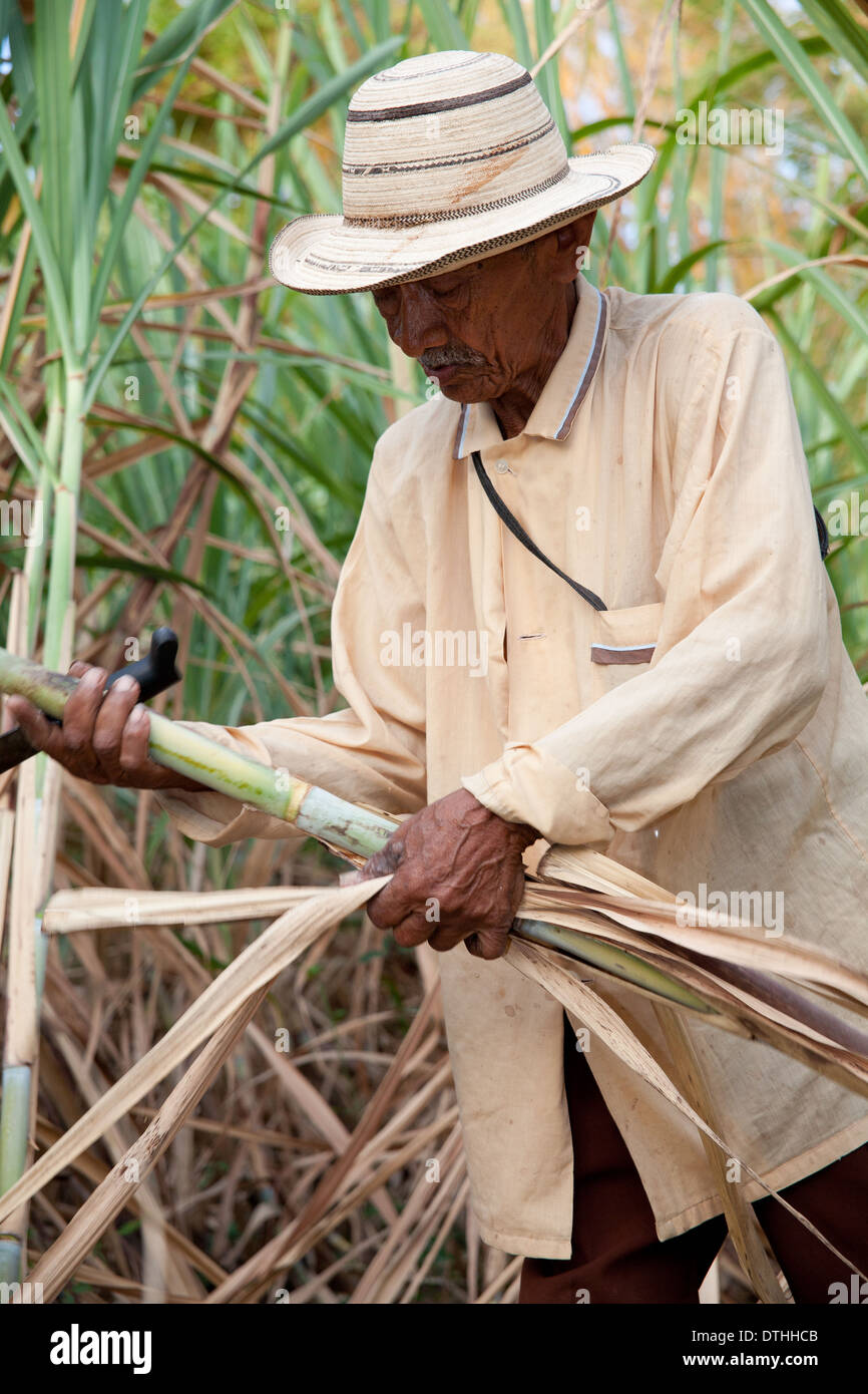Panamanian farmer is harvesting sugarcane on his small farm at El ...