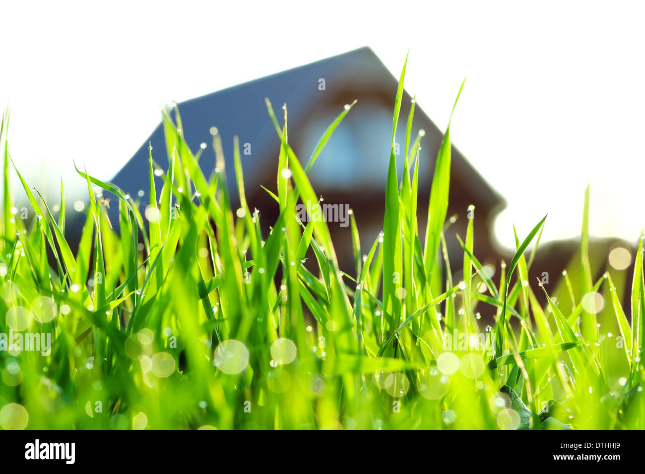 the concept a green grass on a lawn about the house Stock Photo - Alamy